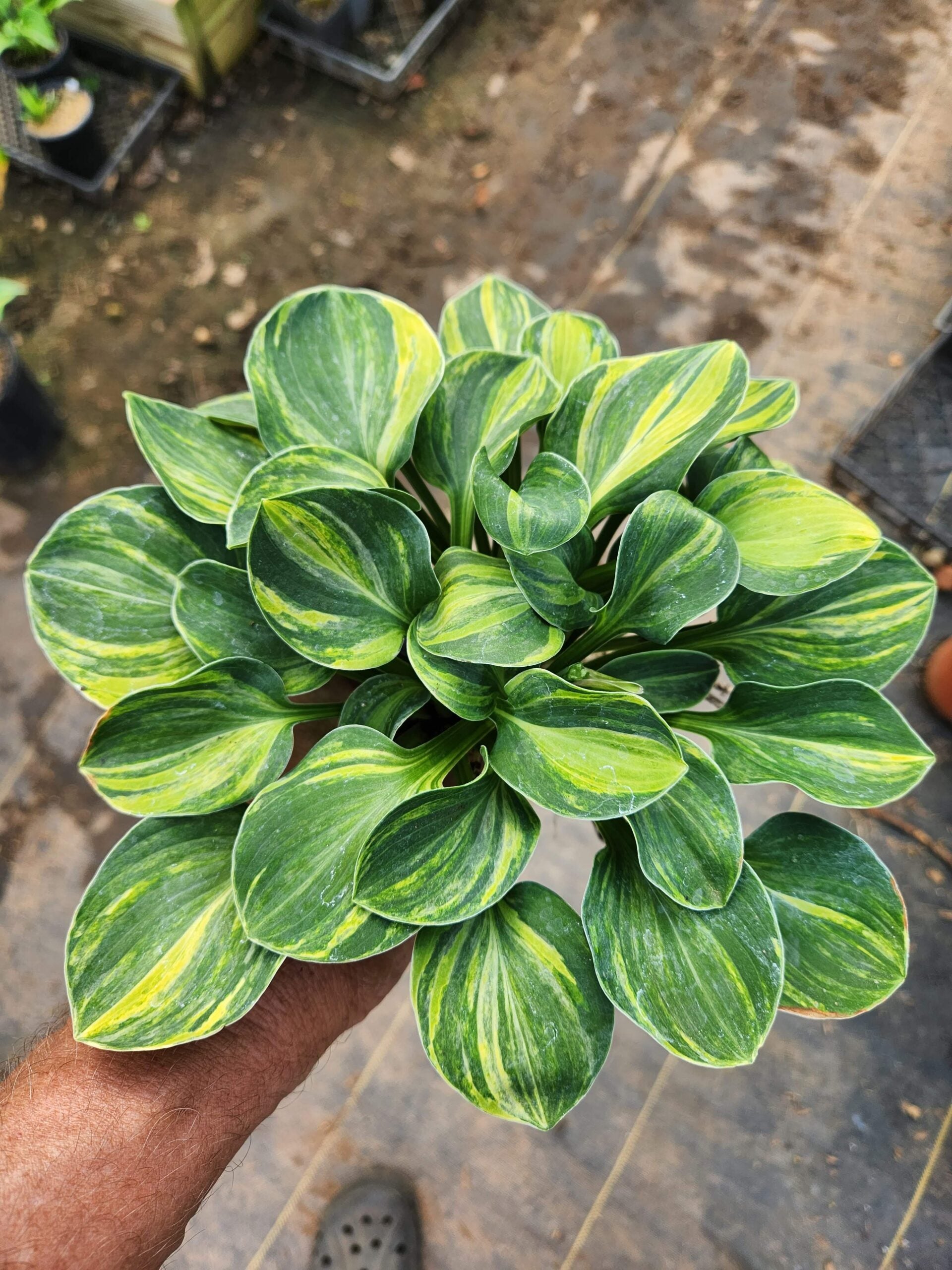Hosta ‘Mighty Special’ OS – RH4 Rare Streaked Miniature Hosta | Bentley ...
