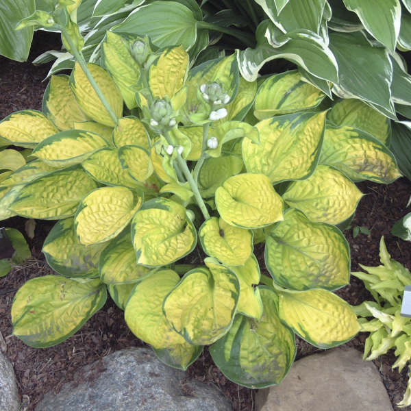 Hosta ‘Rainforest Sunrise’ – Yellow-Centered Mini Hosta with Dark Green ...