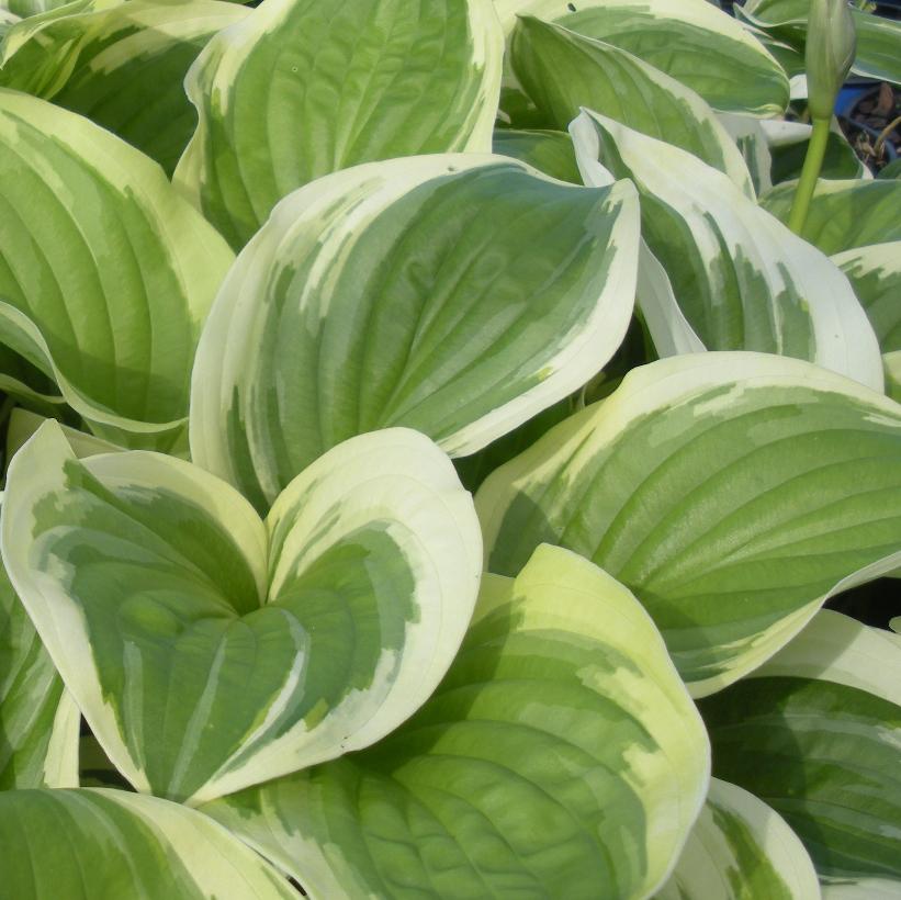 Hosta ‘Diana Remembered’ – Fragrant White-Edged Hosta | Bentley Gardens