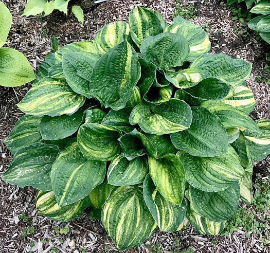 Hosta ‘Christmas Tree Gala’ – RH4 Very Rare Streaked Breeder Hosta ...