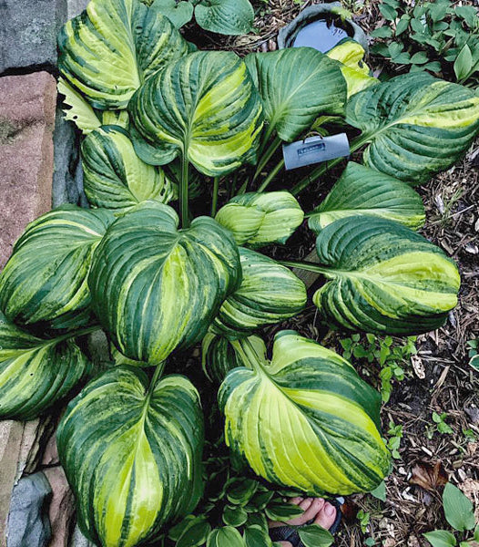 Hosta ‘Galaxy’ – RH4 Rare Streaked Breeder Hosta | Bentley Gardens