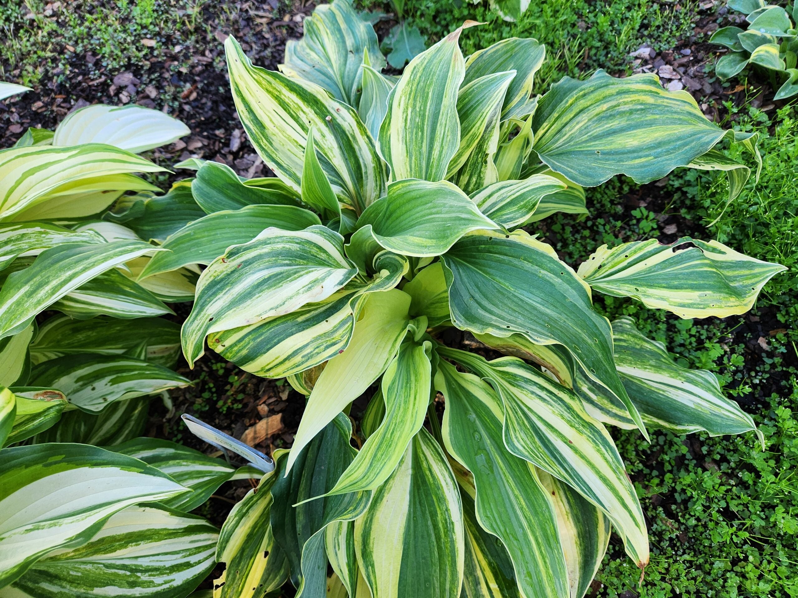Hosta ‘Jungle Cascade’ OS – RH5 Extremely Rare Streaked Hosta | Bentley ...