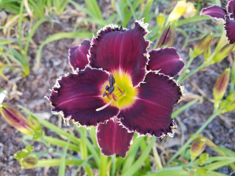 Daylily ‘Buddy’s Victoria Jade’ – Early Reblooming Tetraploid Daylily ...