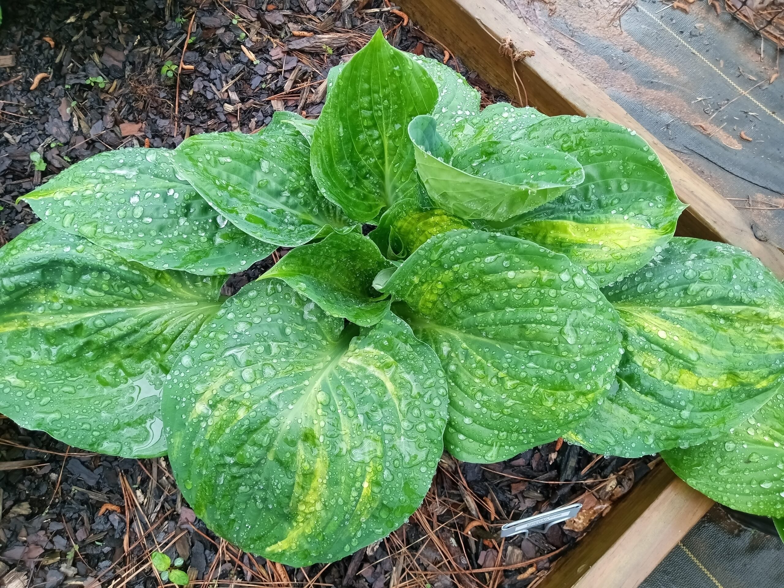 Hosta ‘Potomac Pride Splashed’ – RH4 Rare Shiny Streaked Hosta ...