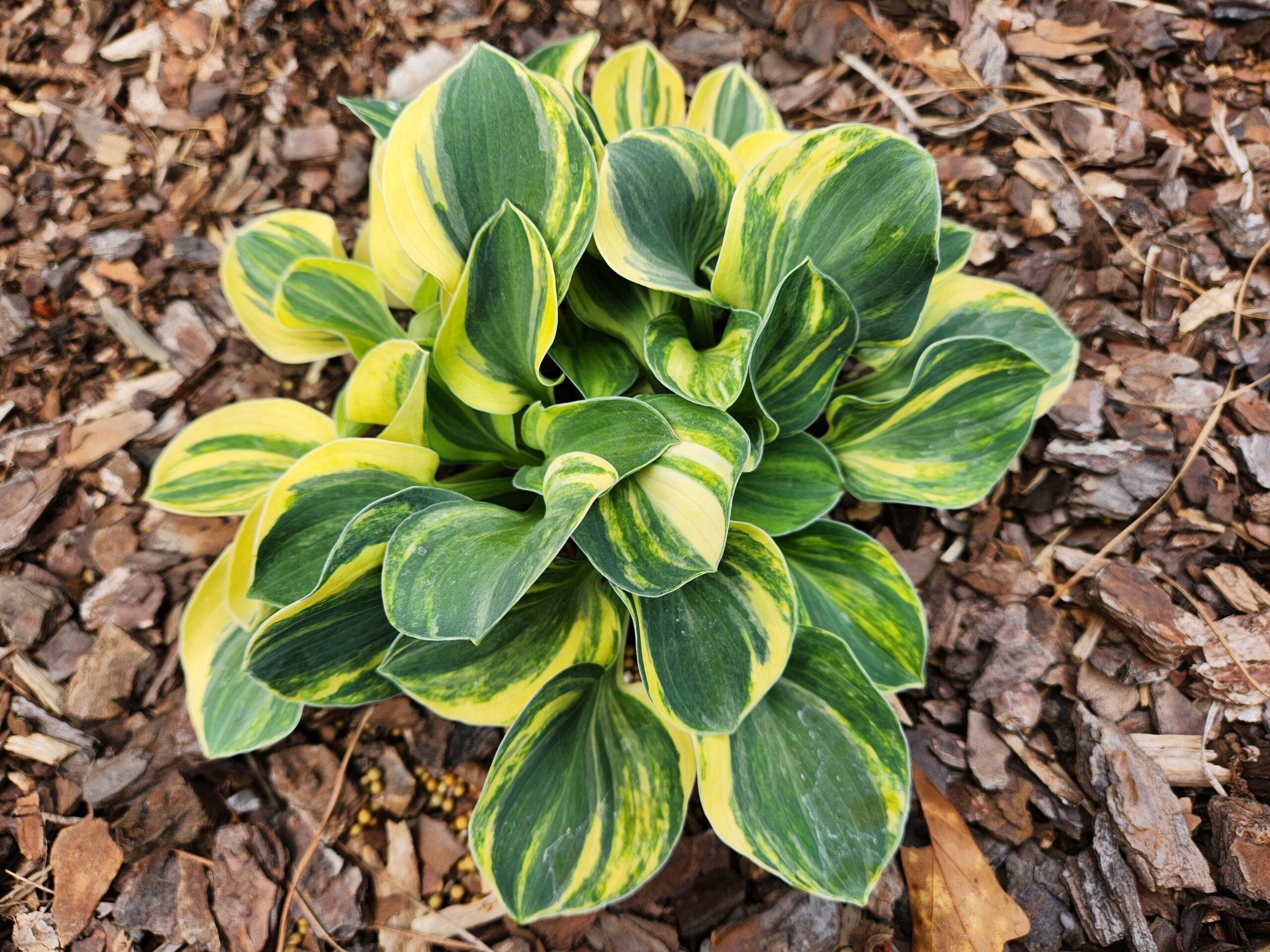 Hosta ‘Blue Mouse Ears Supreme’ – Miniature Streaked Hosta | Bentley ...