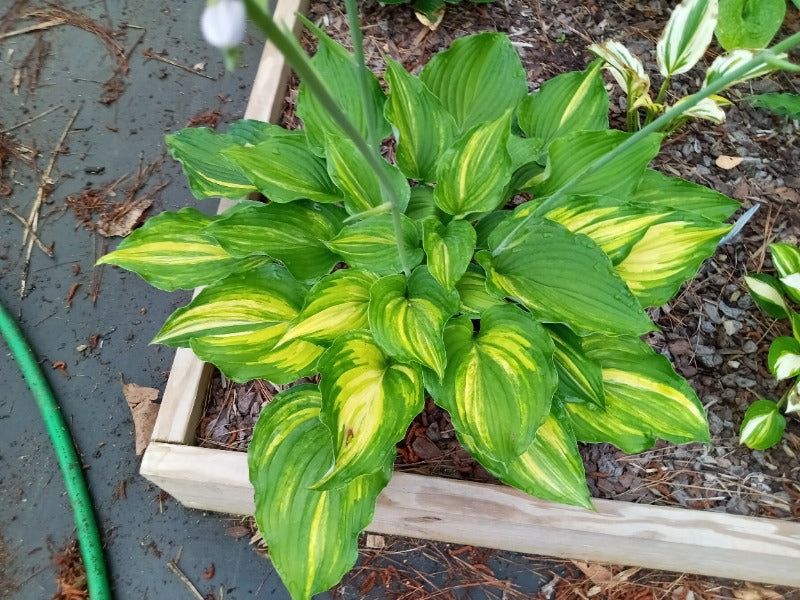 Hosta ‘Chinese Dragon’ – Giant Variegated Hosta | Bentley Gardens