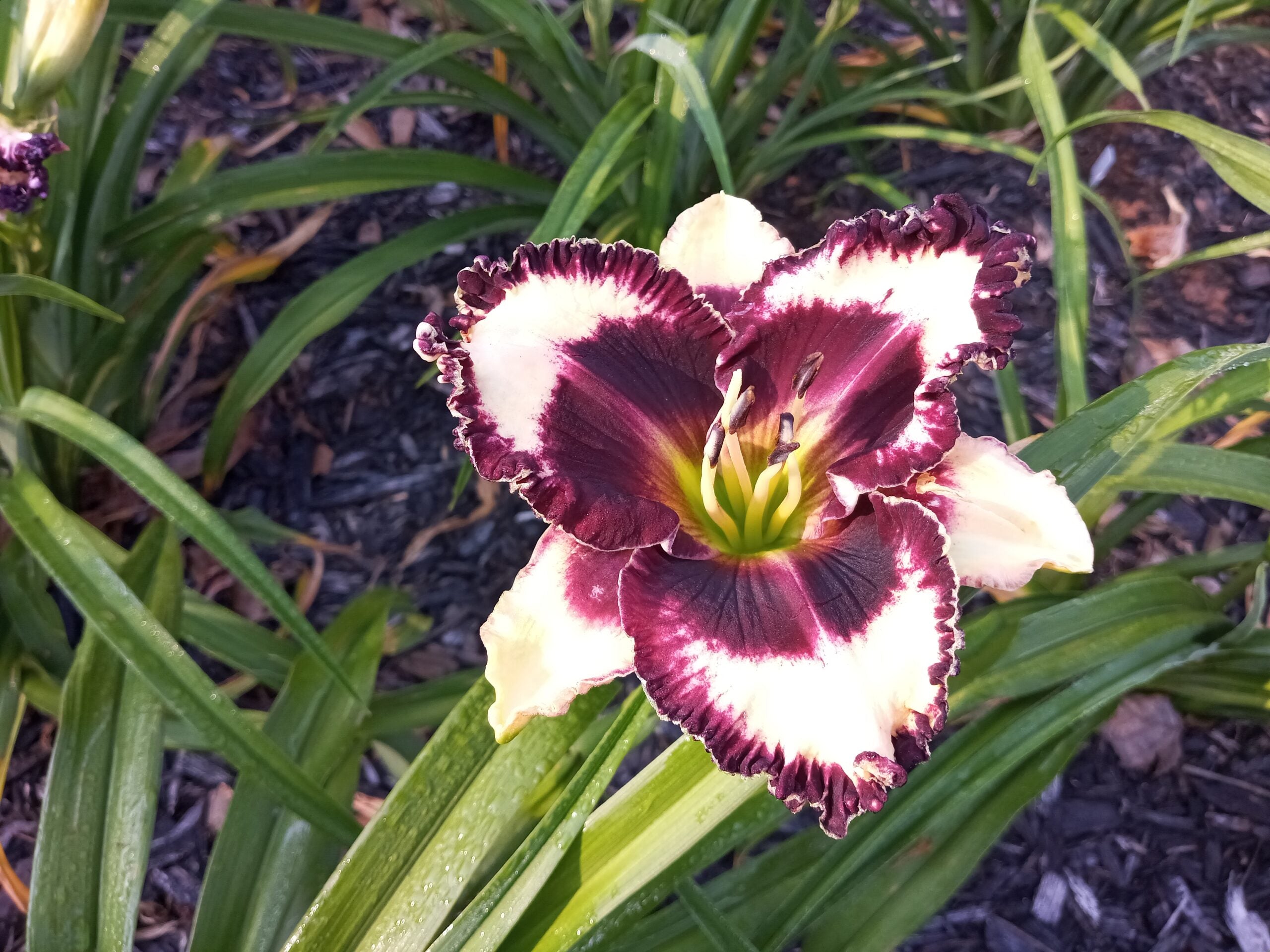 Daylily ‘Tal of Gascone’ – Fragrant Reblooming Purple Tetraploid ...